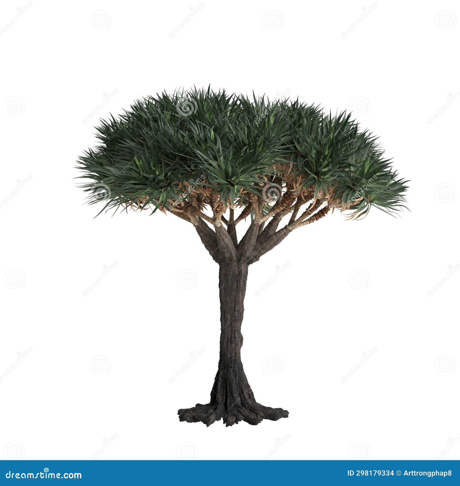 Dracaena Draco Icon, Outline Style Vector Illustration | CartoonDealer ...
