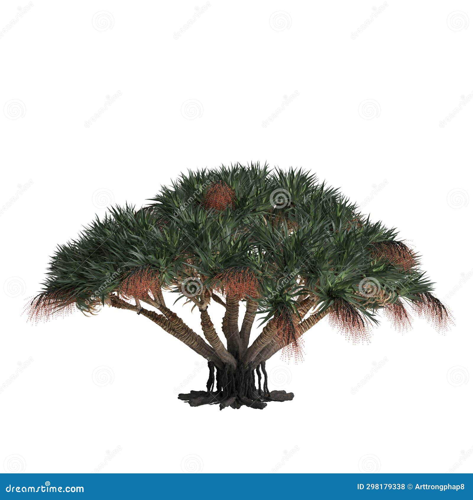 Dracaena Draco Icon, Outline Style Vector Illustration | CartoonDealer ...