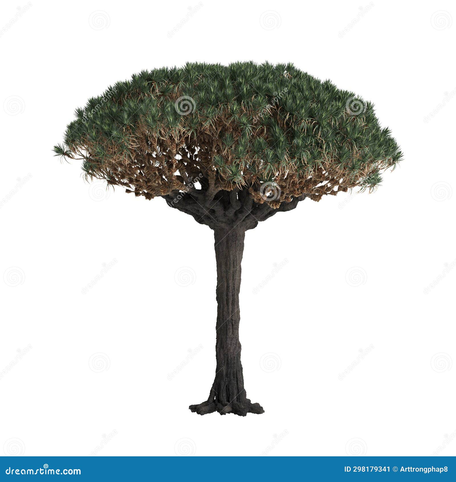 Dracaena Draco Icon, Outline Style Vector Illustration | CartoonDealer ...