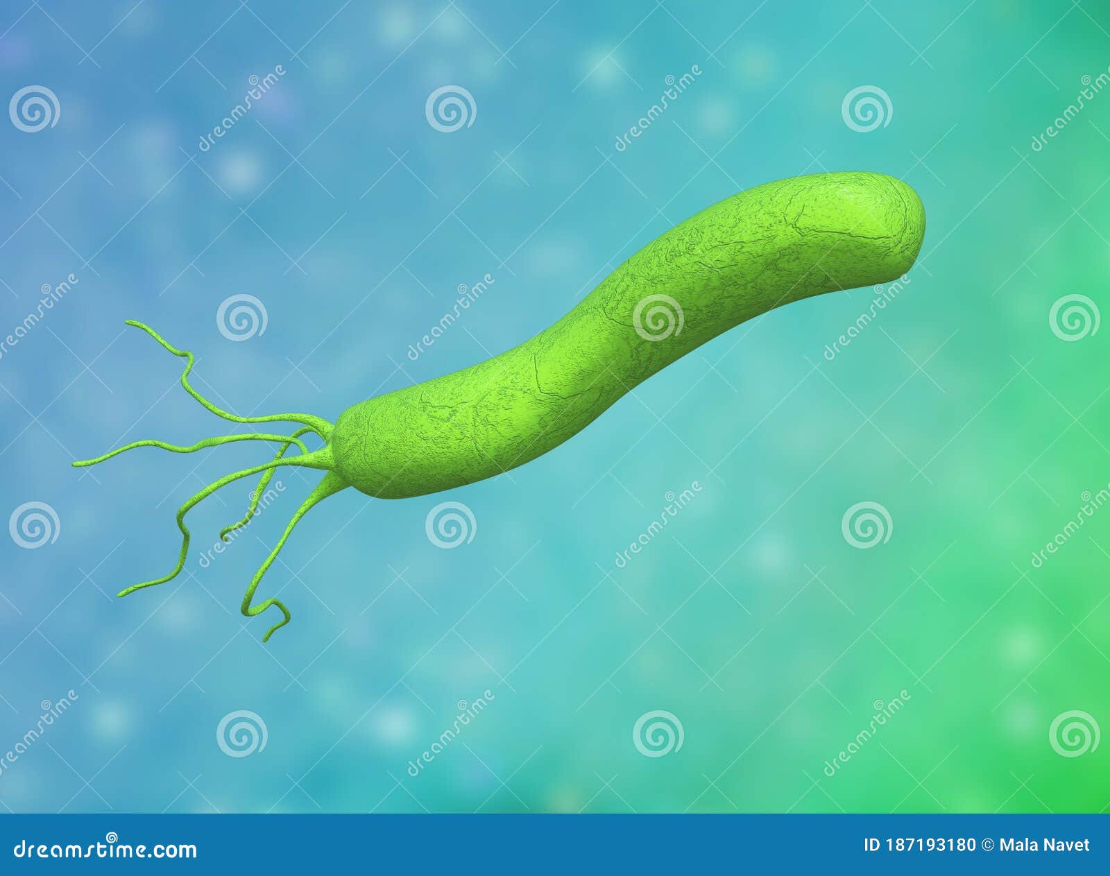 Spirillum Bacteria Example