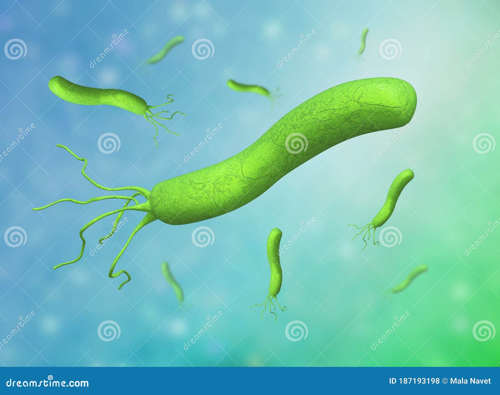 Spirilla Bacteria Under Microscope