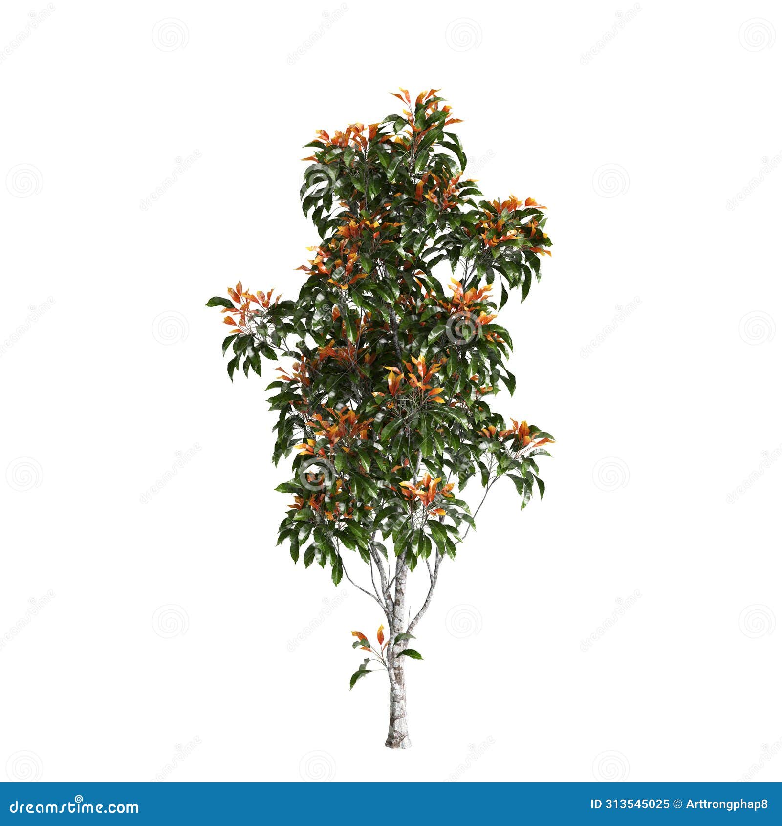 3d Illustration Of Elaeocarpus Eumundi Tree Isolated On White ...