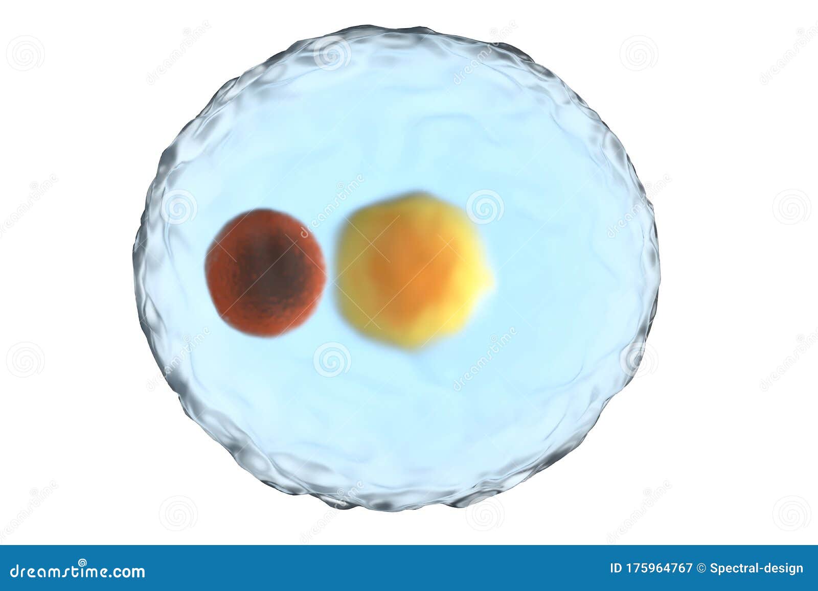A Empty Adipocyte Aka Fat Cell Isolated on White Stock Illustration ...
