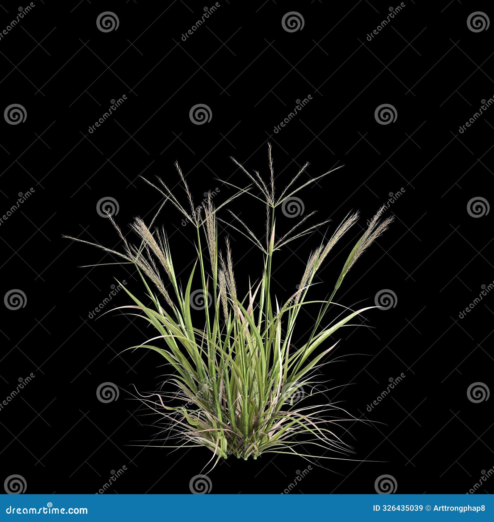3d Illustration of Enteropogon Acicularis Bush Isolated on Black ...