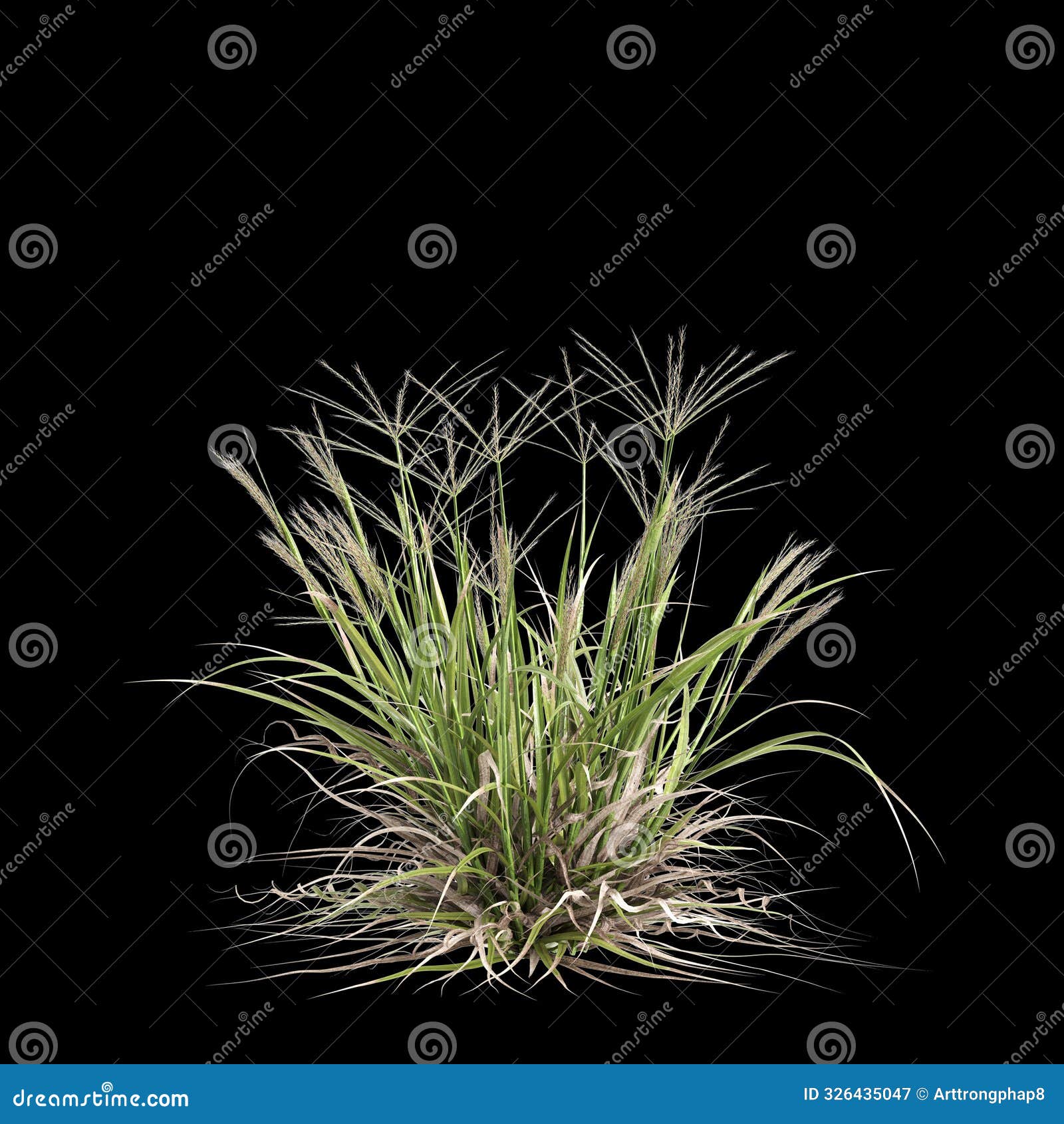3d Illustration Of Set Enteropogon Acicularis Isolated On Black ...