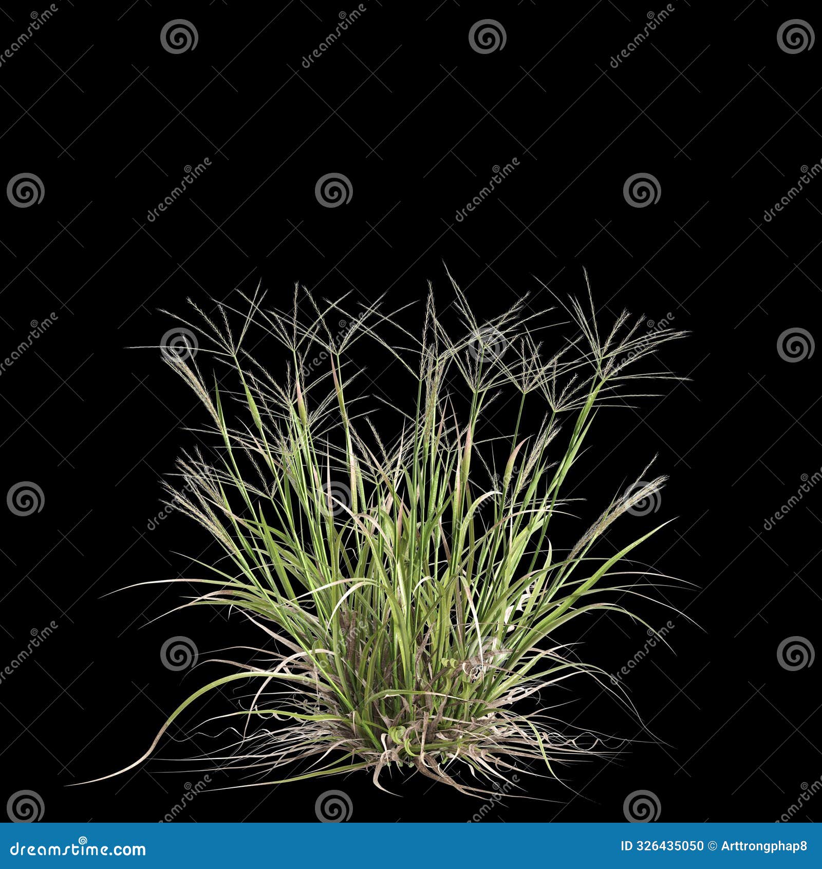 3d Illustration Of Set Enteropogon Acicularis Isolated On Black ...