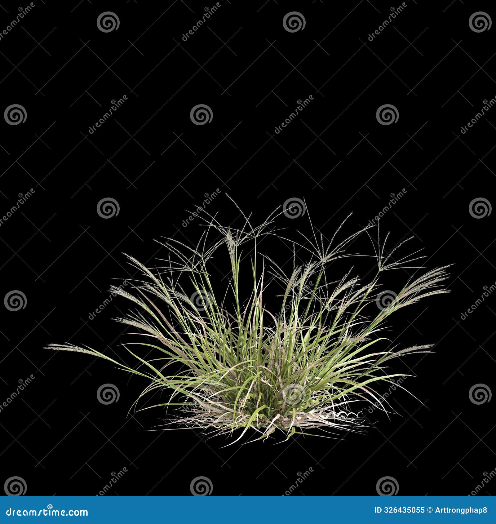3d Illustration of Enteropogon Acicularis Bush Isolated on Black ...