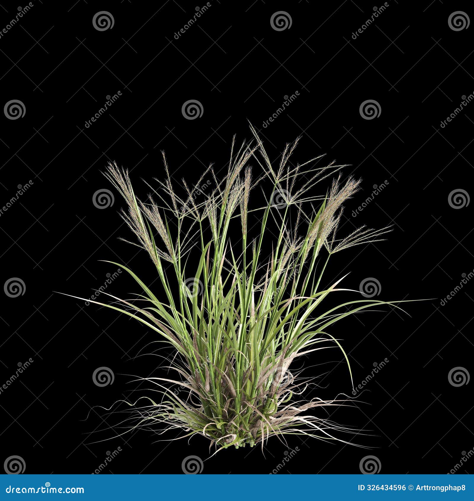 3d Illustration Of Set Enteropogon Acicularis Isolated On Black ...