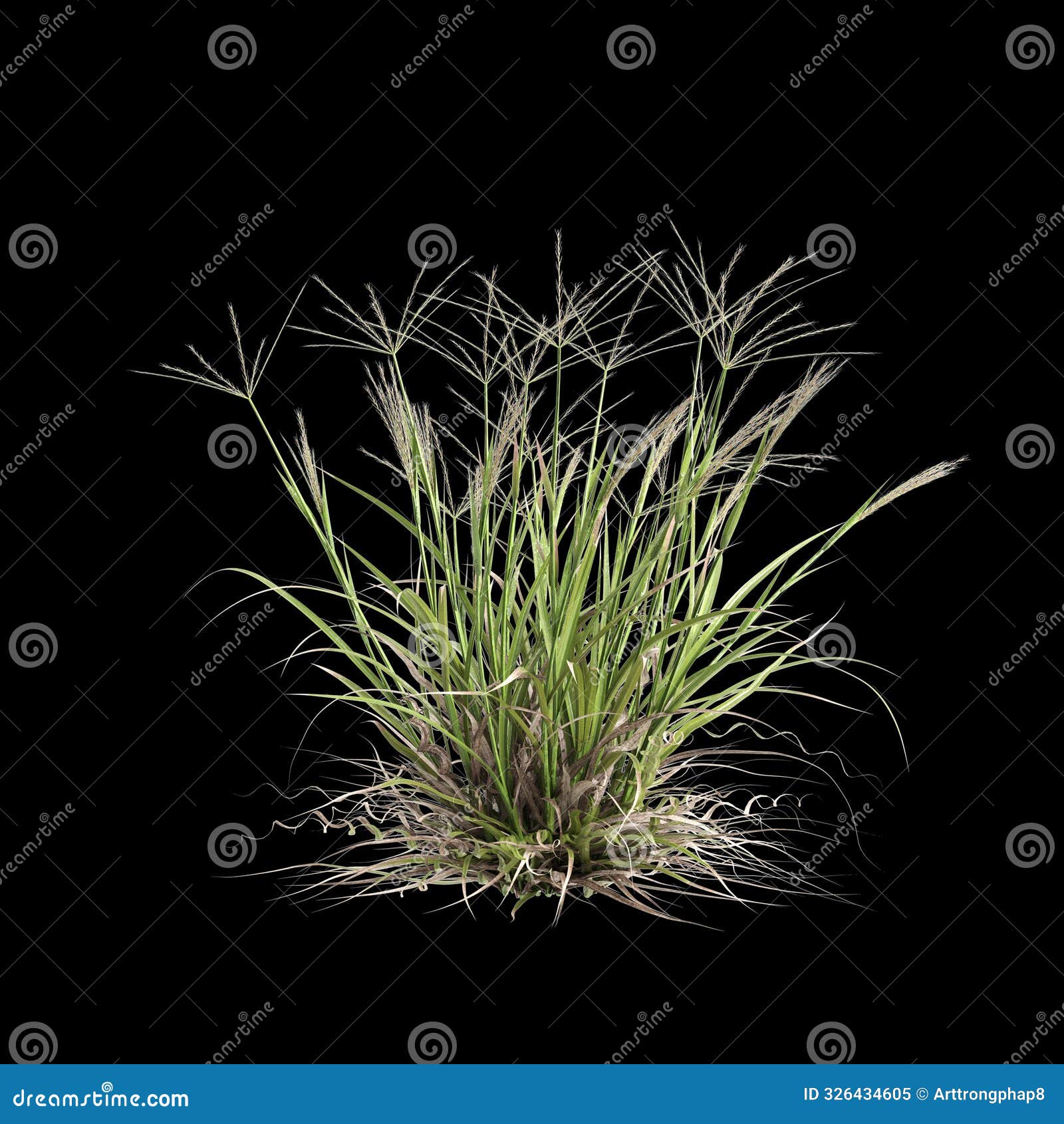 3d Illustration Of Set Enteropogon Acicularis Isolated On Black ...