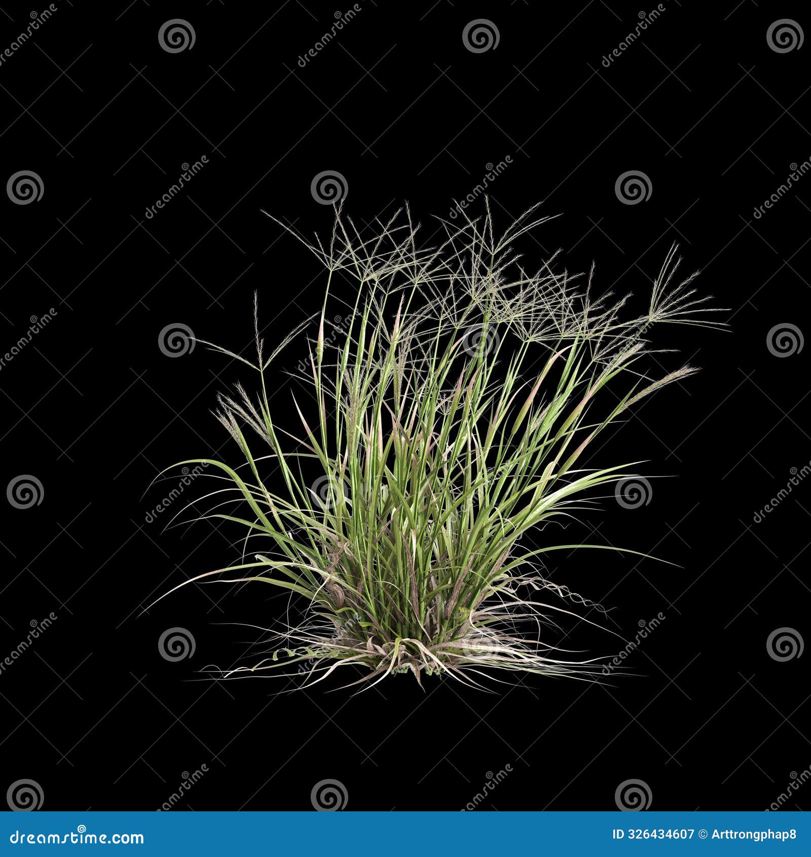 3d Illustration Of Set Enteropogon Acicularis Isolated On Black ...