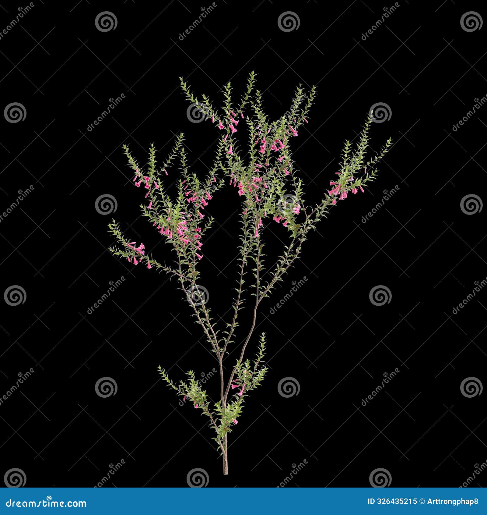 3d Illustration Of Set Epacris Impressa Tree Isolated On Black ...