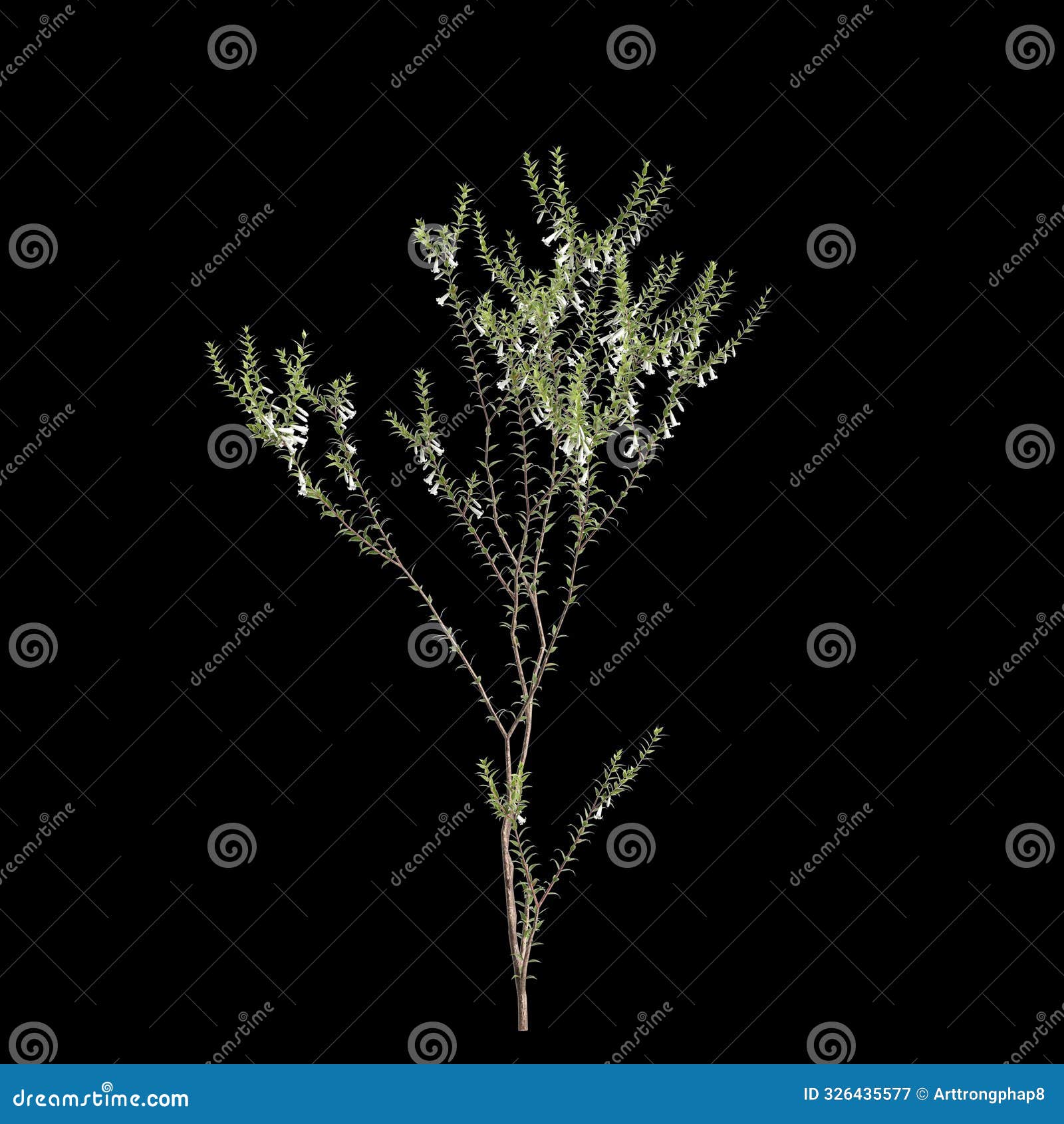 3d Illustration Of Epacris Impressa Tree Isolated On Black Background ...