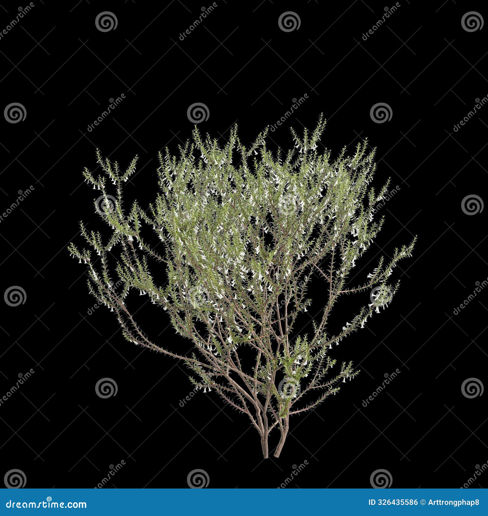 3d Illustration of Epacris Impressa Tree Isolated on Black Background ...