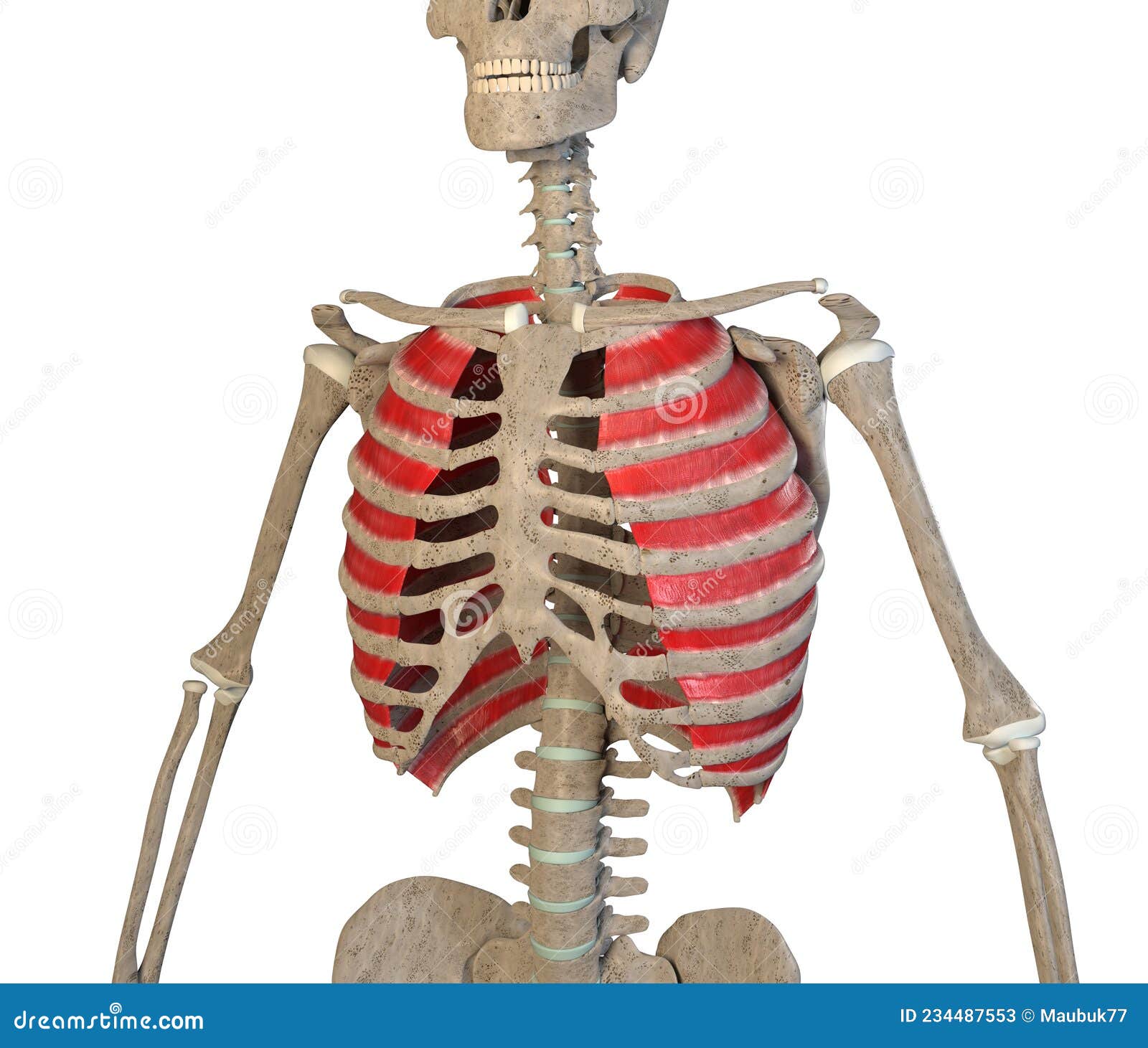 External Intercostal