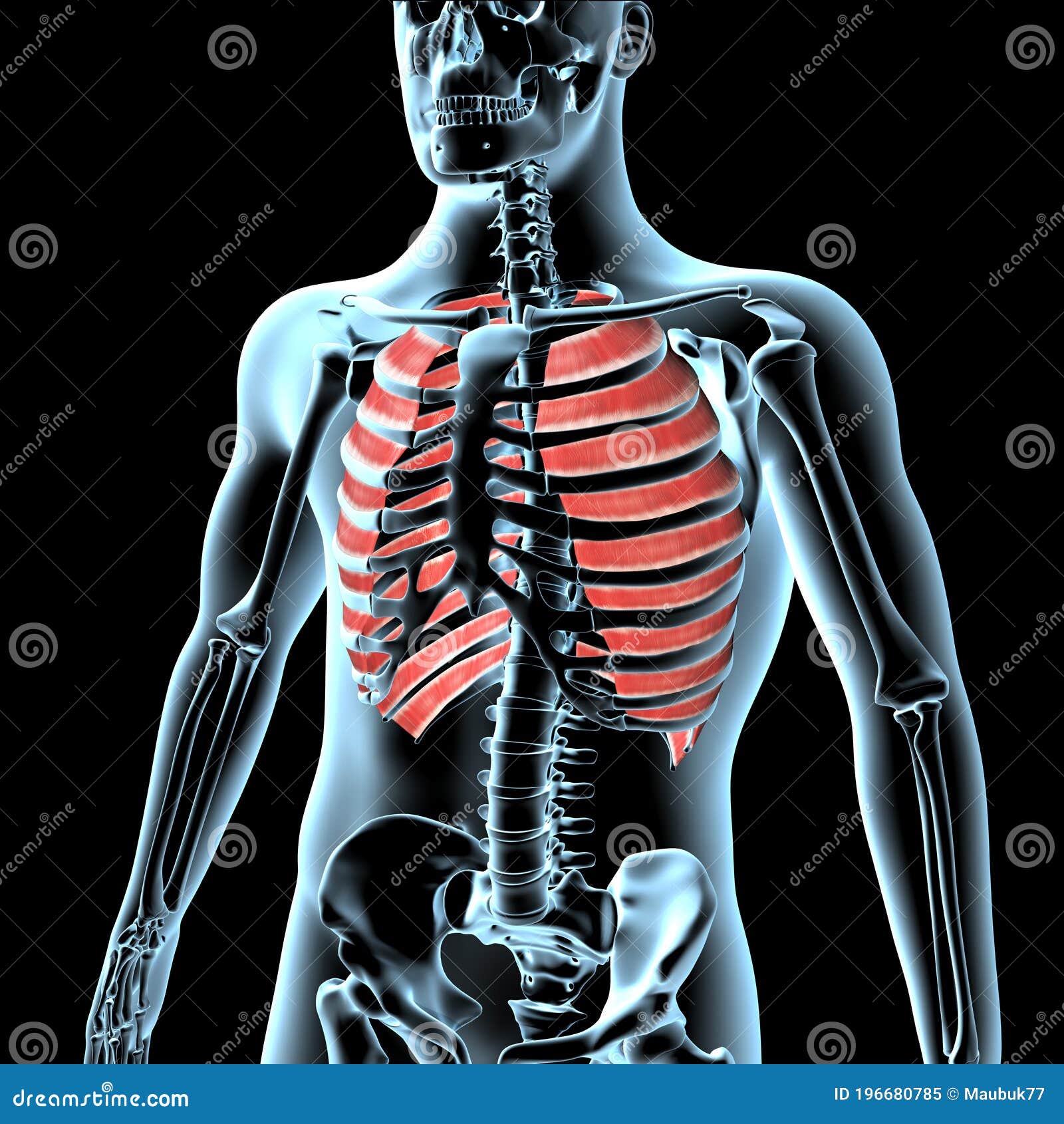 3d Illustration of the External Intercostalis Muscles Position on Xray ...