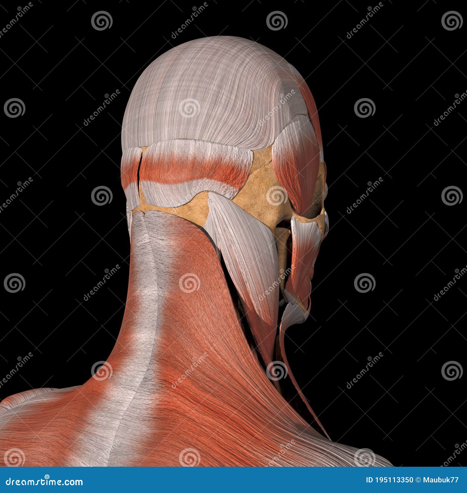 3d Illustration of the Facial Muscles Back View Stock Illustration ...