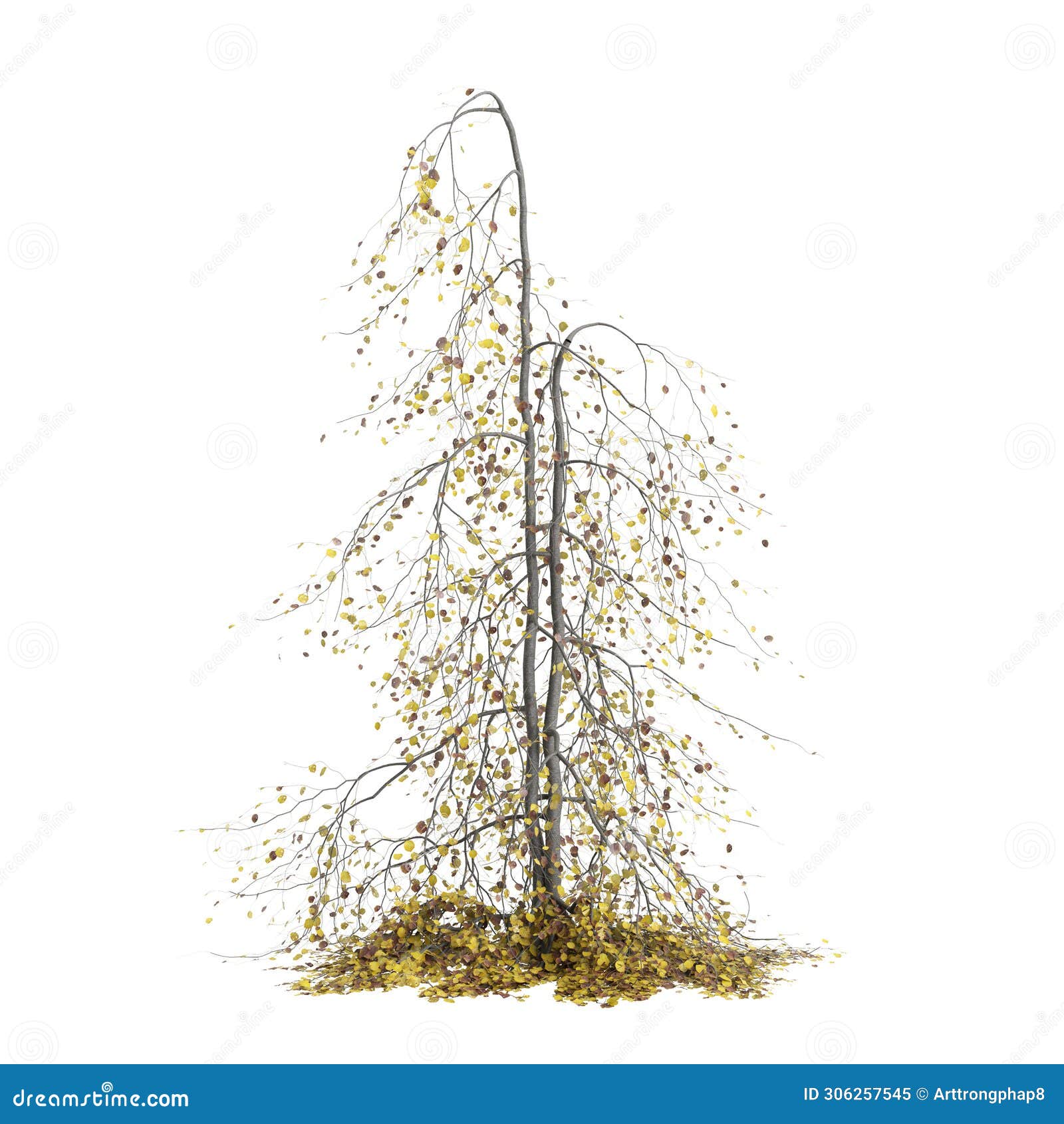 3d Illustration Of Fagus Sylvatica Tree Isolated On White Background ...