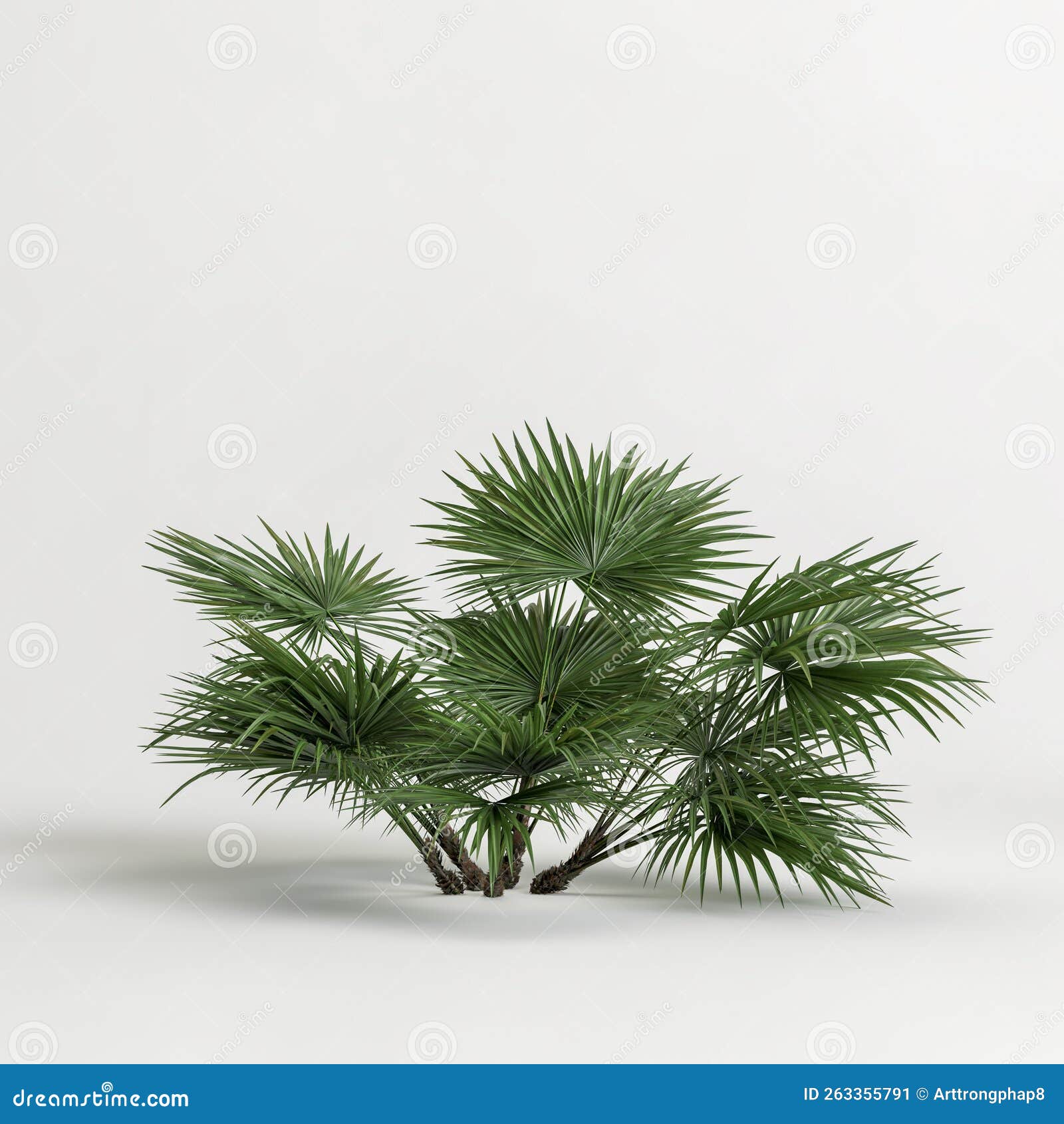 3d Illustration of Fan Palm Trees Isolated on White Background Stock ...