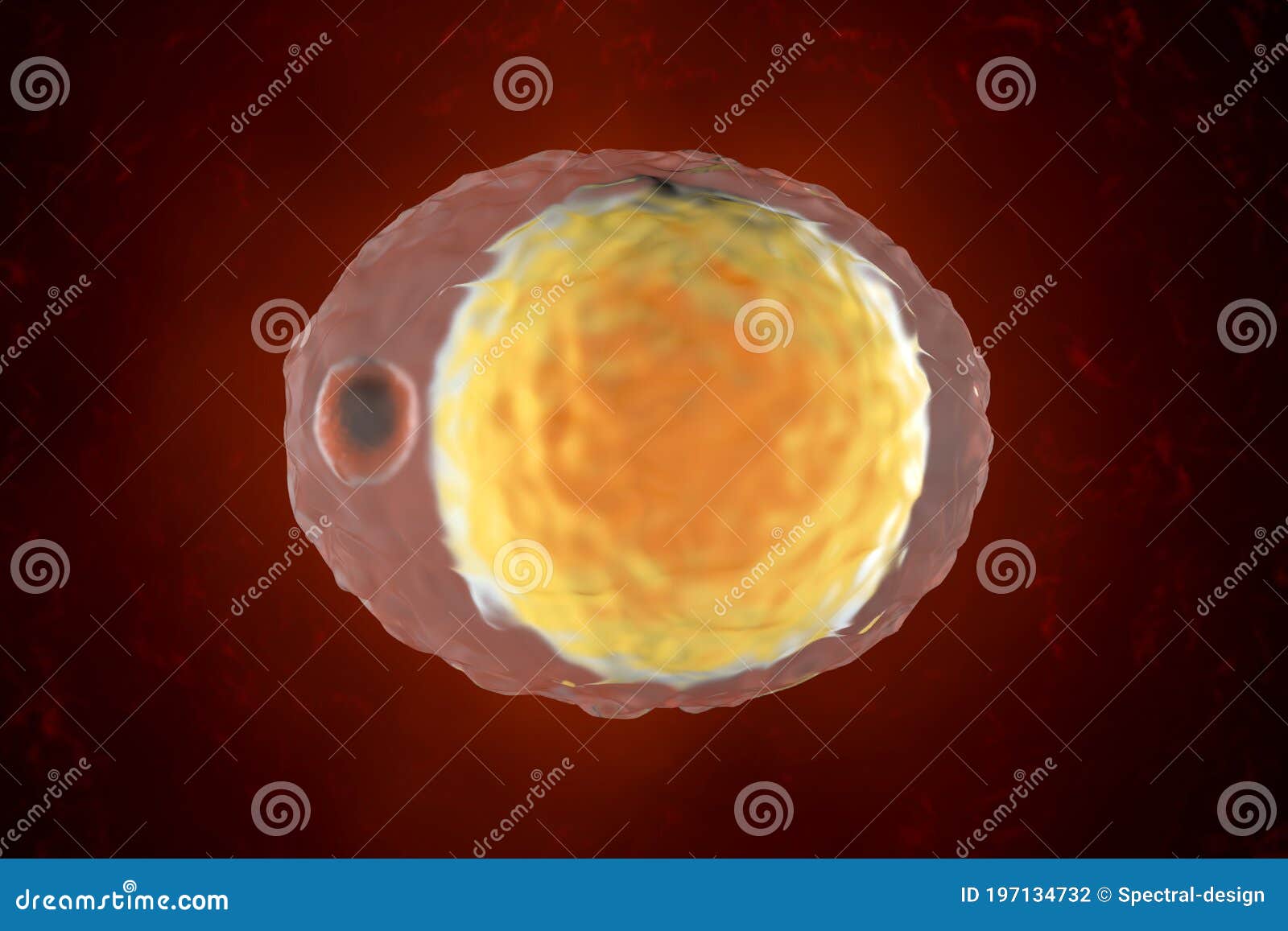 A Single Fat Cell Aka Adipocyte Stock Illustration - Illustration of ...