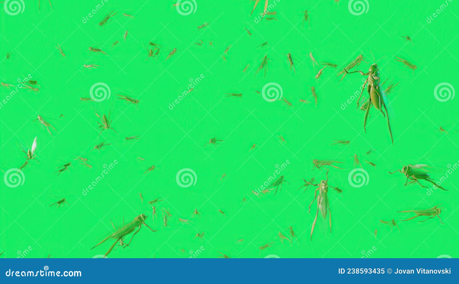 Featuring a Swarm of Thousands of Locusts Flying into Frame on Green ...