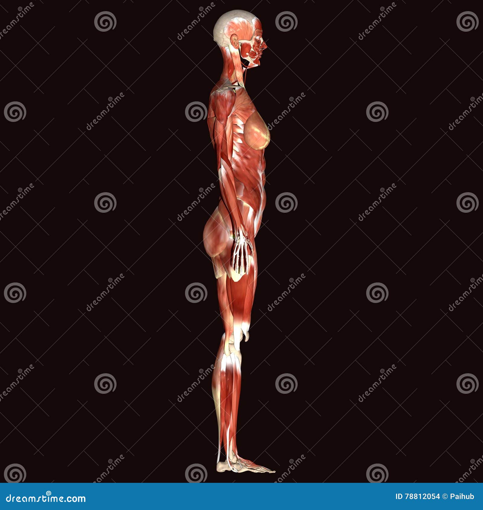 3d Illustration Female Human Body Stock Photography | CartoonDealer.com ...