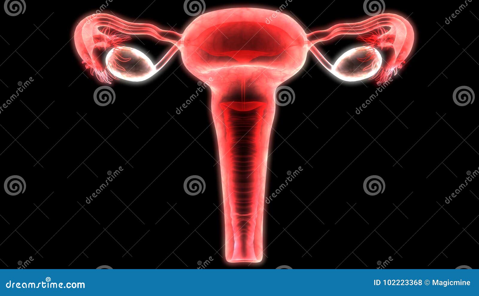 Female Reproductive System Anatomy Stock Illustration - Illustration of ...