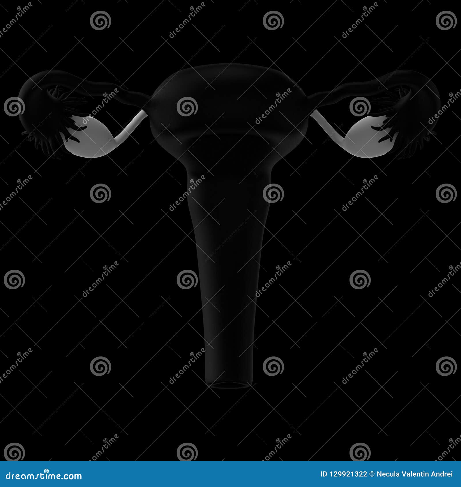 3D Illustration of Female Reproductive System Front View Stock ...