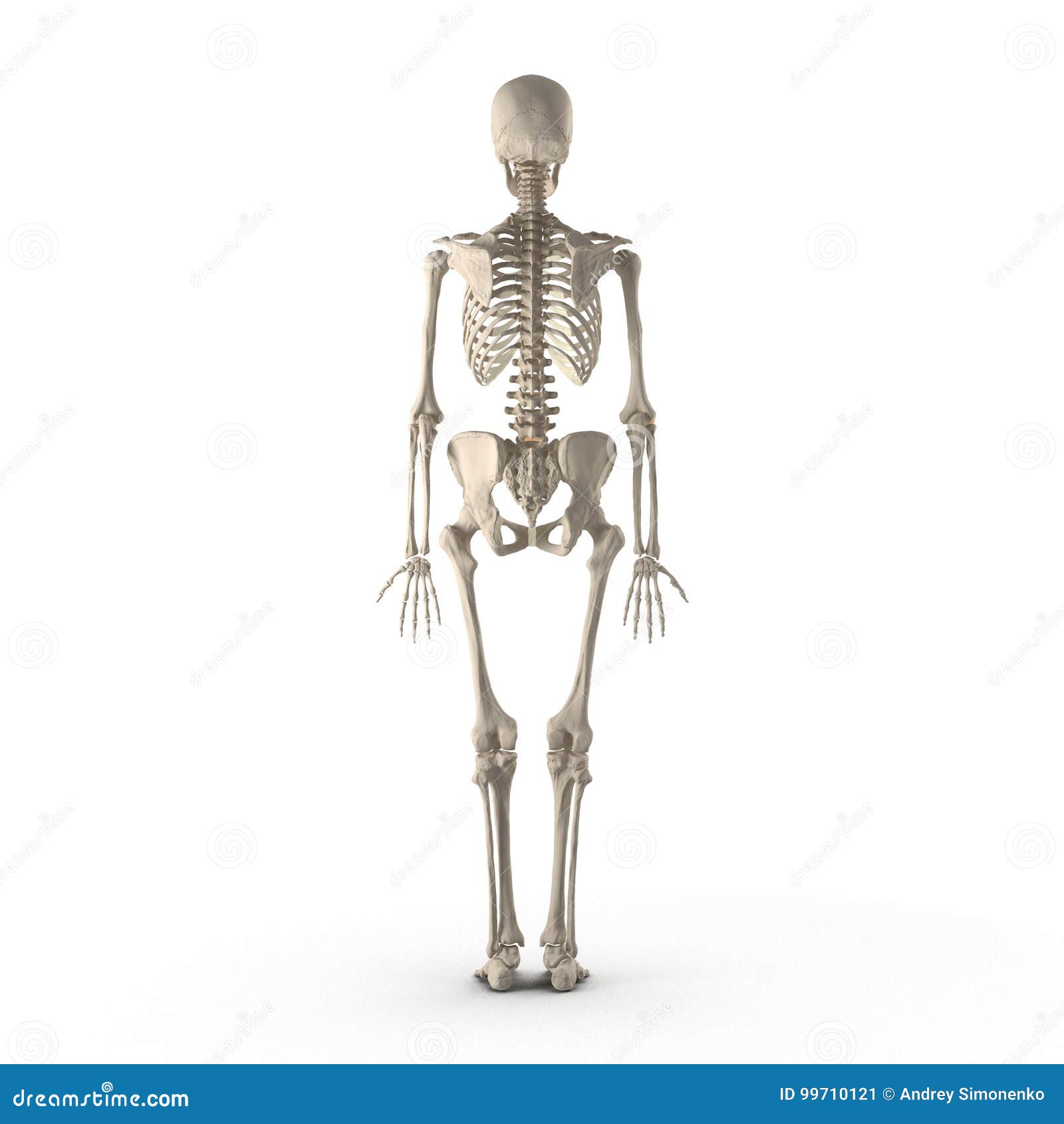 3D Illustration with Female Skeleton Isolated on White. Rear View ...