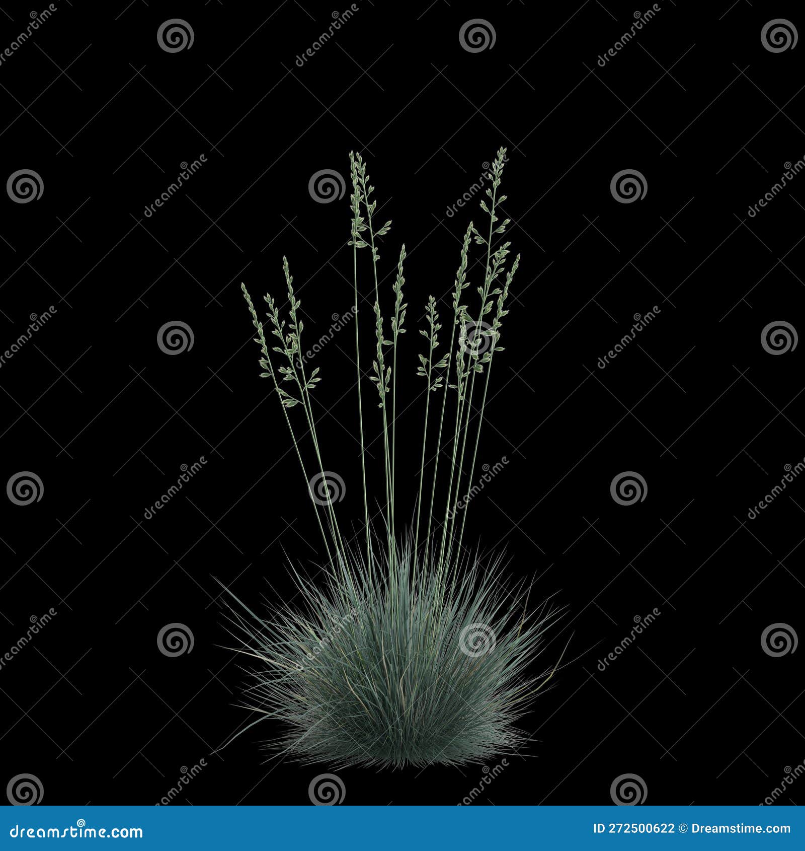 3d Illustration of Festuca Glauca Bush Isolated on Black Background ...