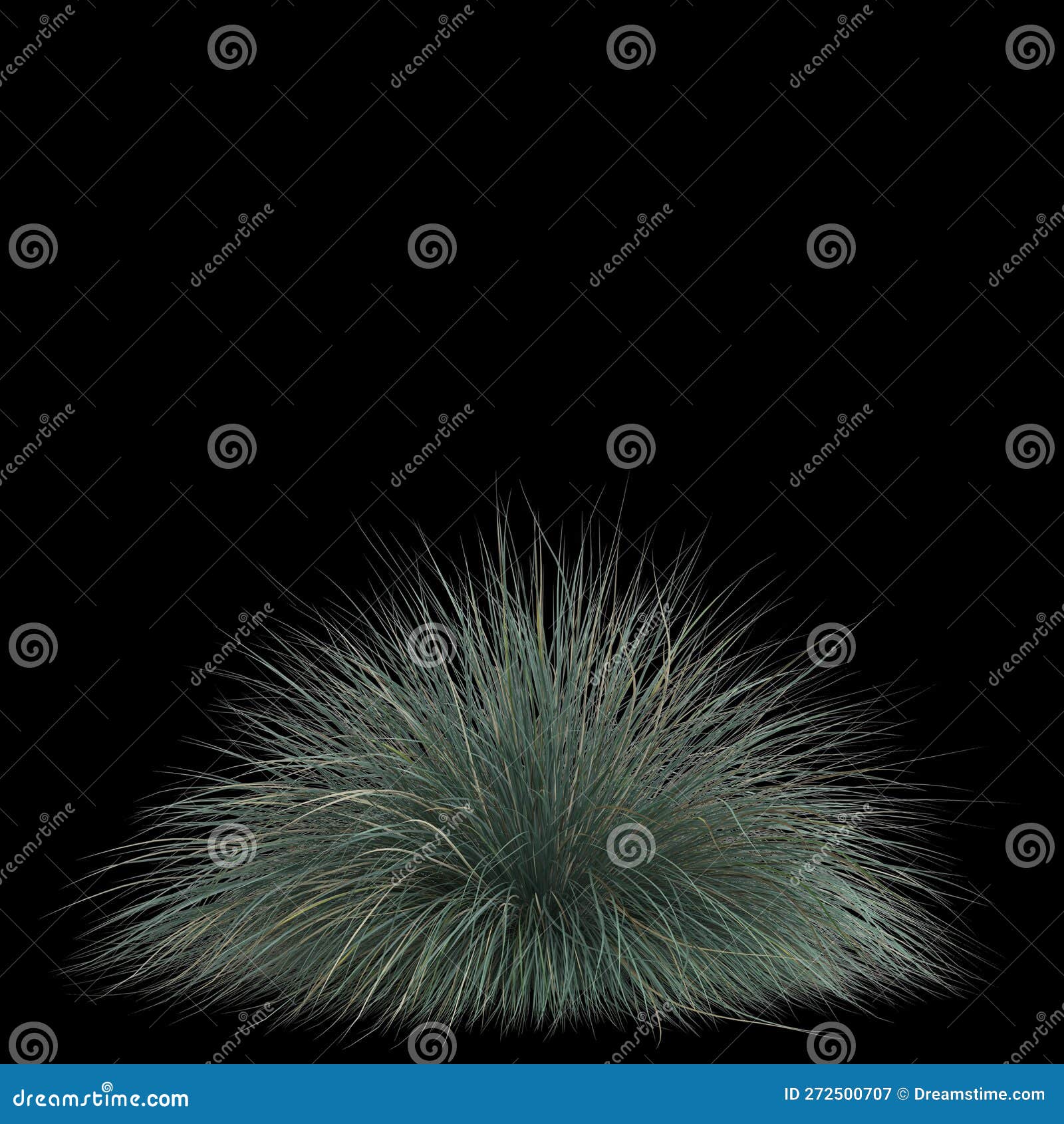 3d Illustration of Festuca Glauca Bush Isolated on Black Background ...