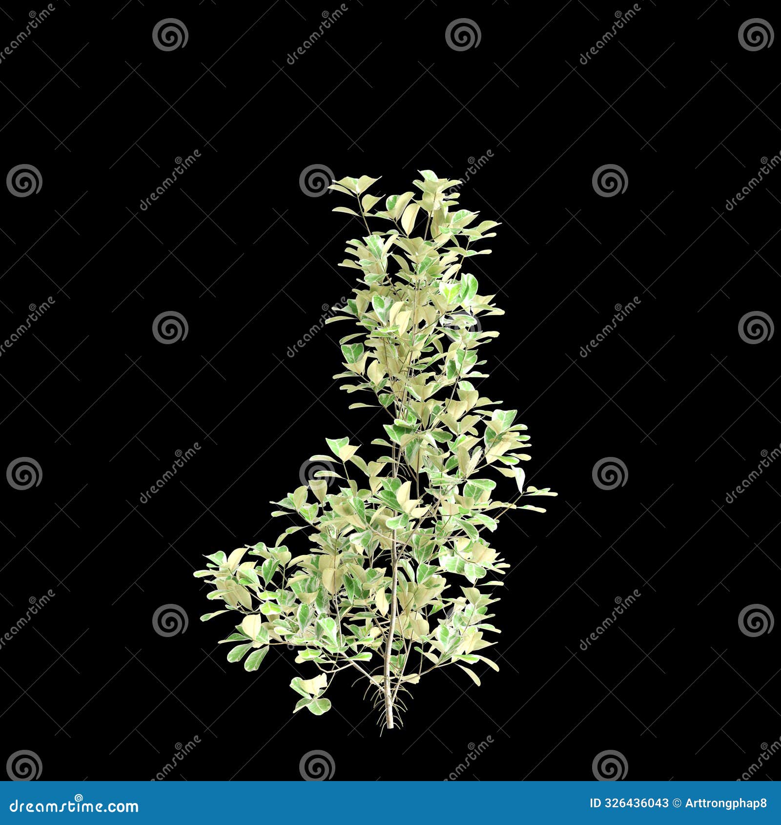 3d Illustration of Ficus Triangularis Bush Isolated on Black Background ...