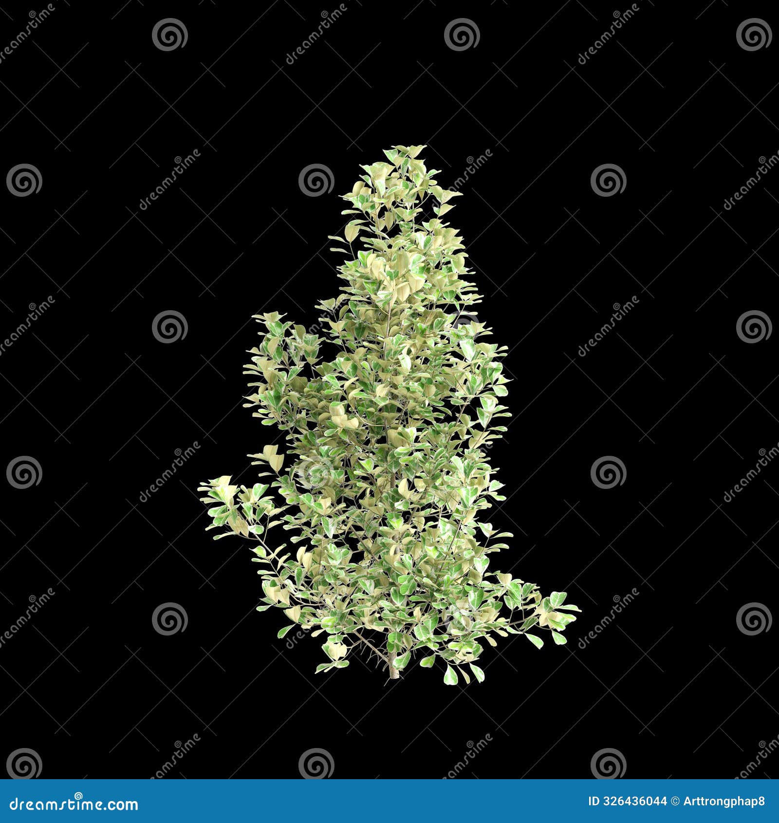 3d Illustration of Ficus Triangularis Bush Isolated on Black Background ...