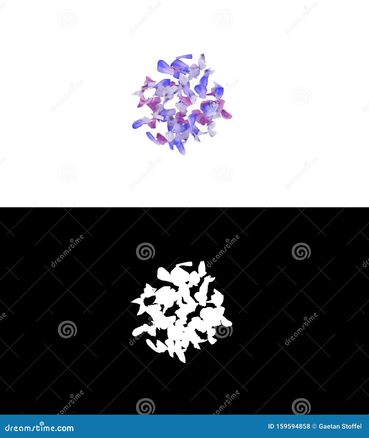 3D Illustration of a Flower Petals Flow with Alpha Layer Stock ...