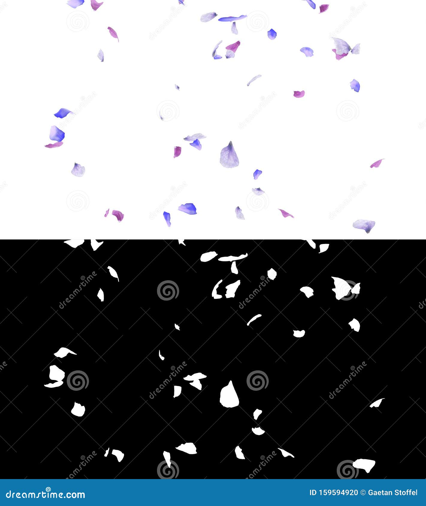 3D Illustration of a Flower Petals Flow with Alpha Layer Stock ...