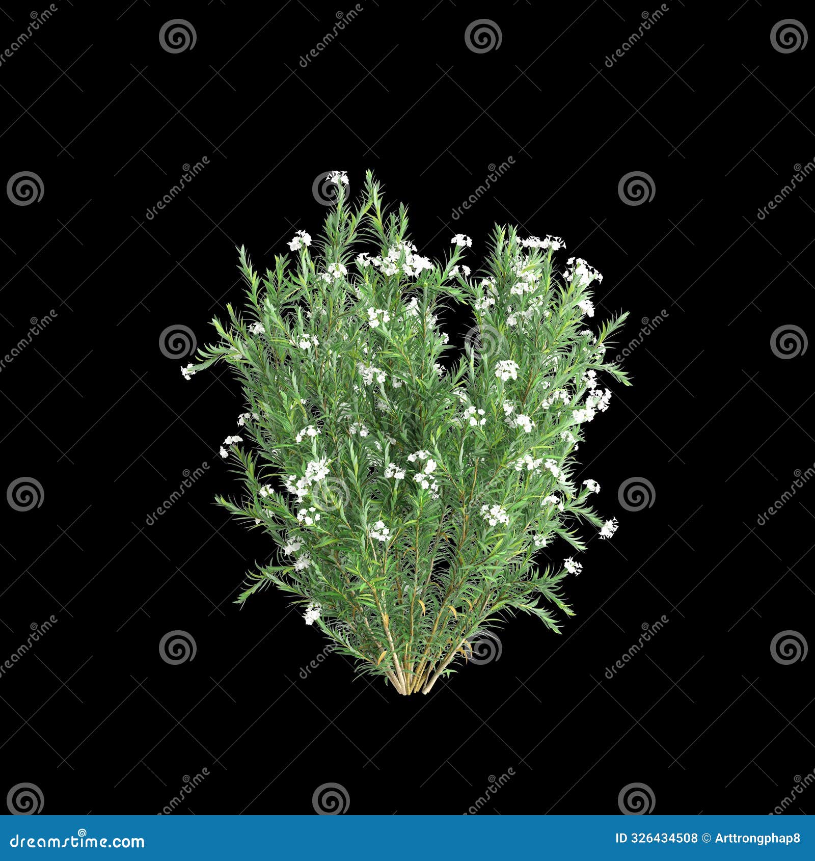 White Nerium Oleander Flower. Cartoon Vector | CartoonDealer.com #157363979