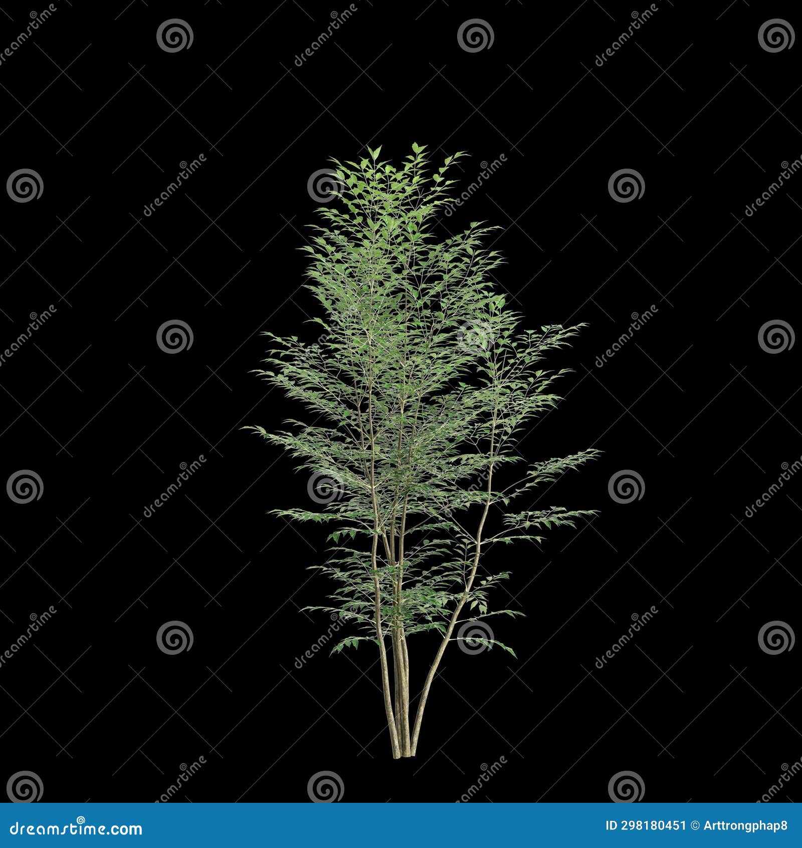 Fraxinus, Tree Is Half Bald, Colored Green And Red . Engraving Raster ...