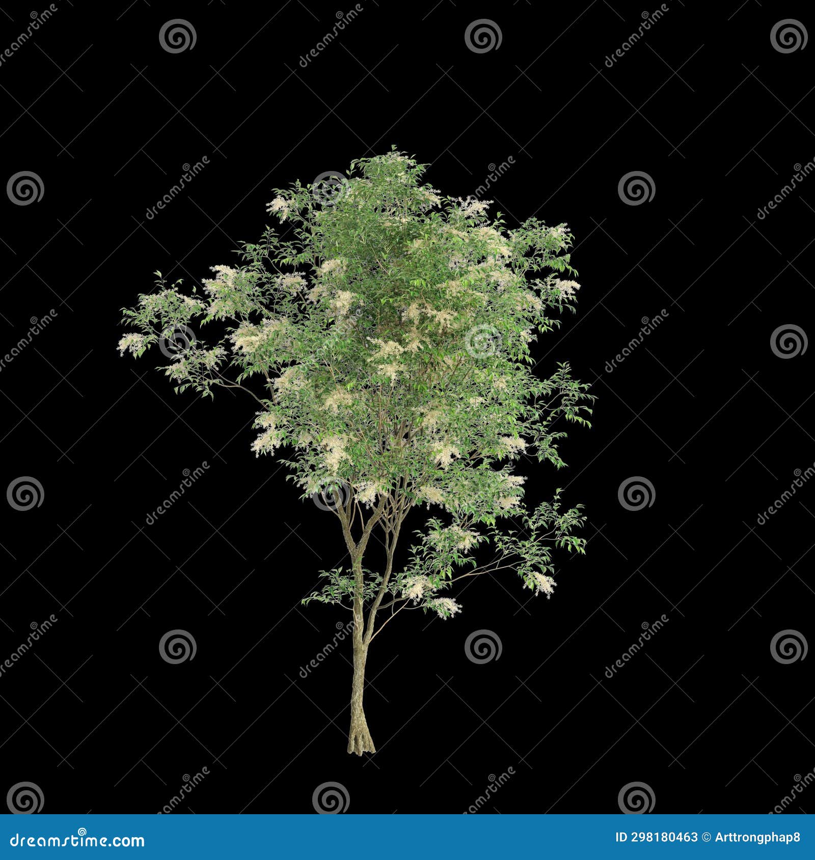 Fraxinus, Tree Is Half Bald, Colored Green And Red . Engraving Raster ...