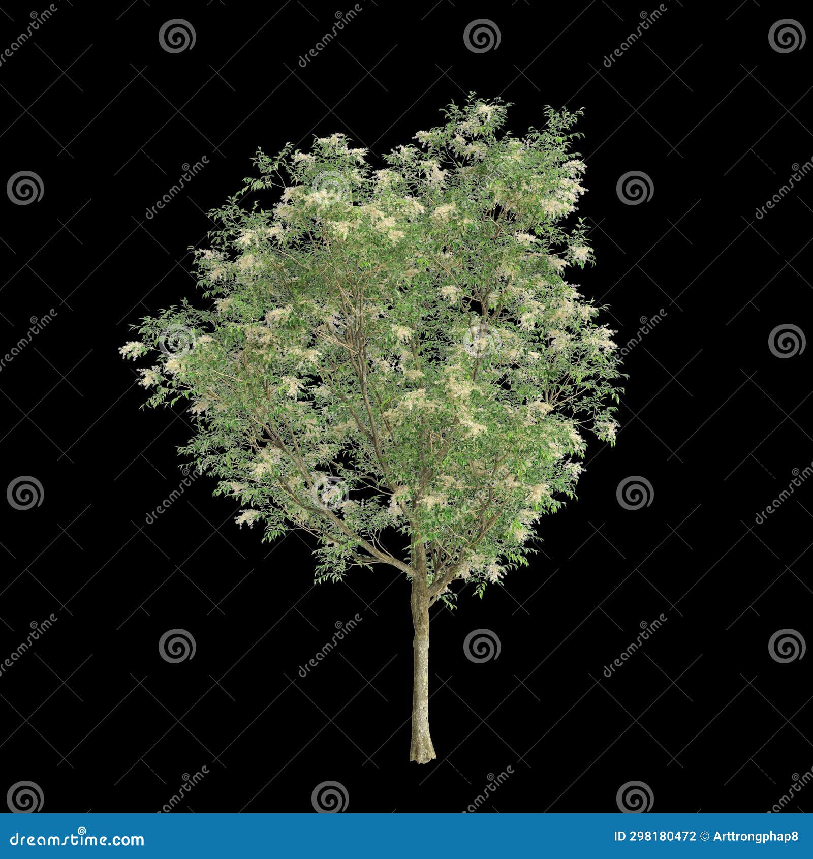 Fraxinus, Tree Is Half Bald, Colored Green And Red . Engraving Raster ...