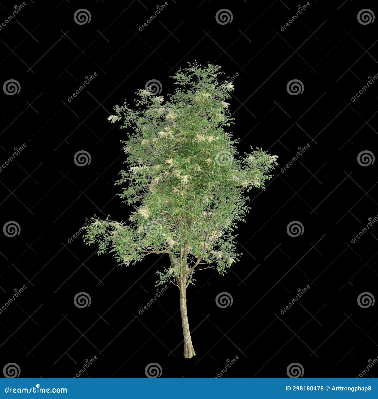 Fraxinus, Tree Is Half Bald, Colored Green And Red . Engraving Raster ...