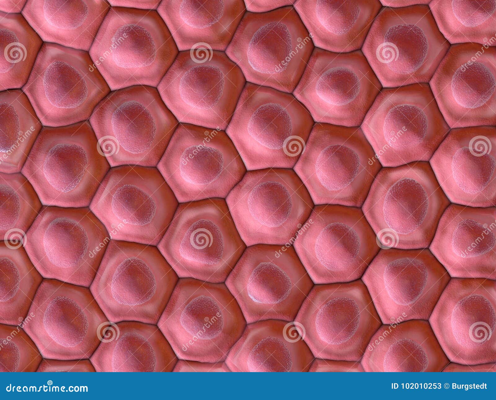 Frontal View on Organic Cell Pattern Stock Illustration - Illustration ...