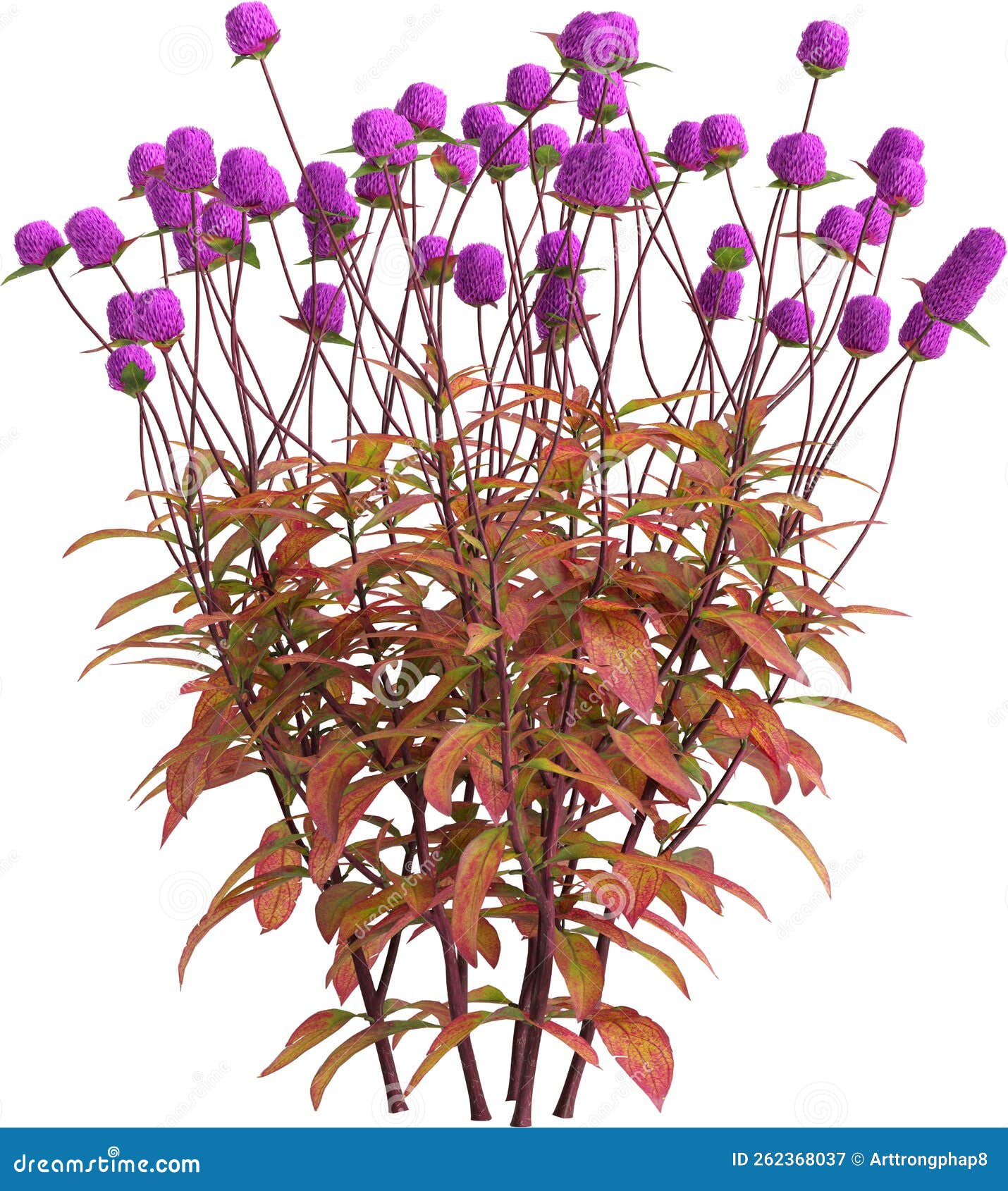 3d Illustration Of Gomphrena Globosa Flower Isolated On White ...