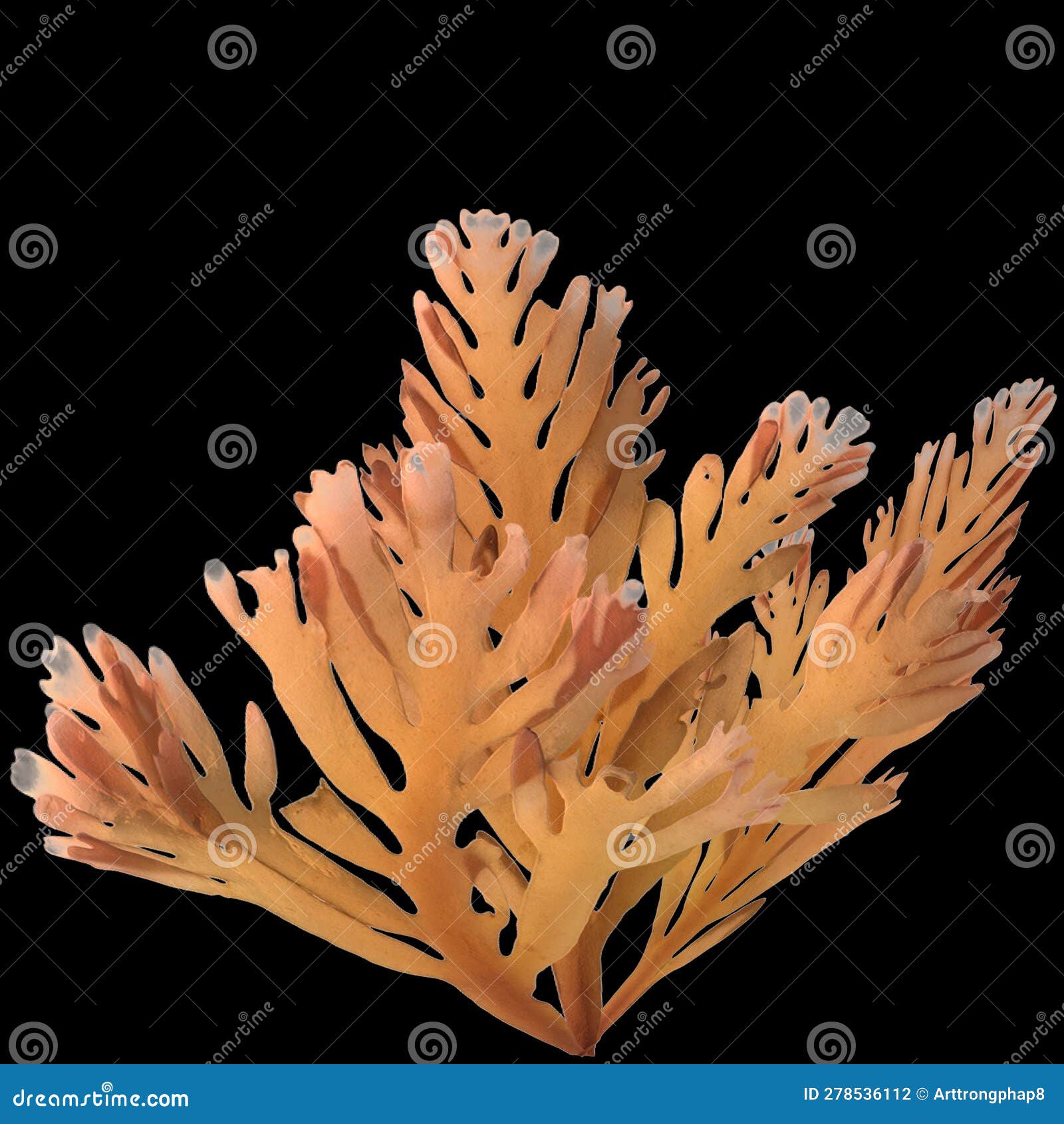 3d Illustration of Greater Hornwrack Isolated on Black Background ...