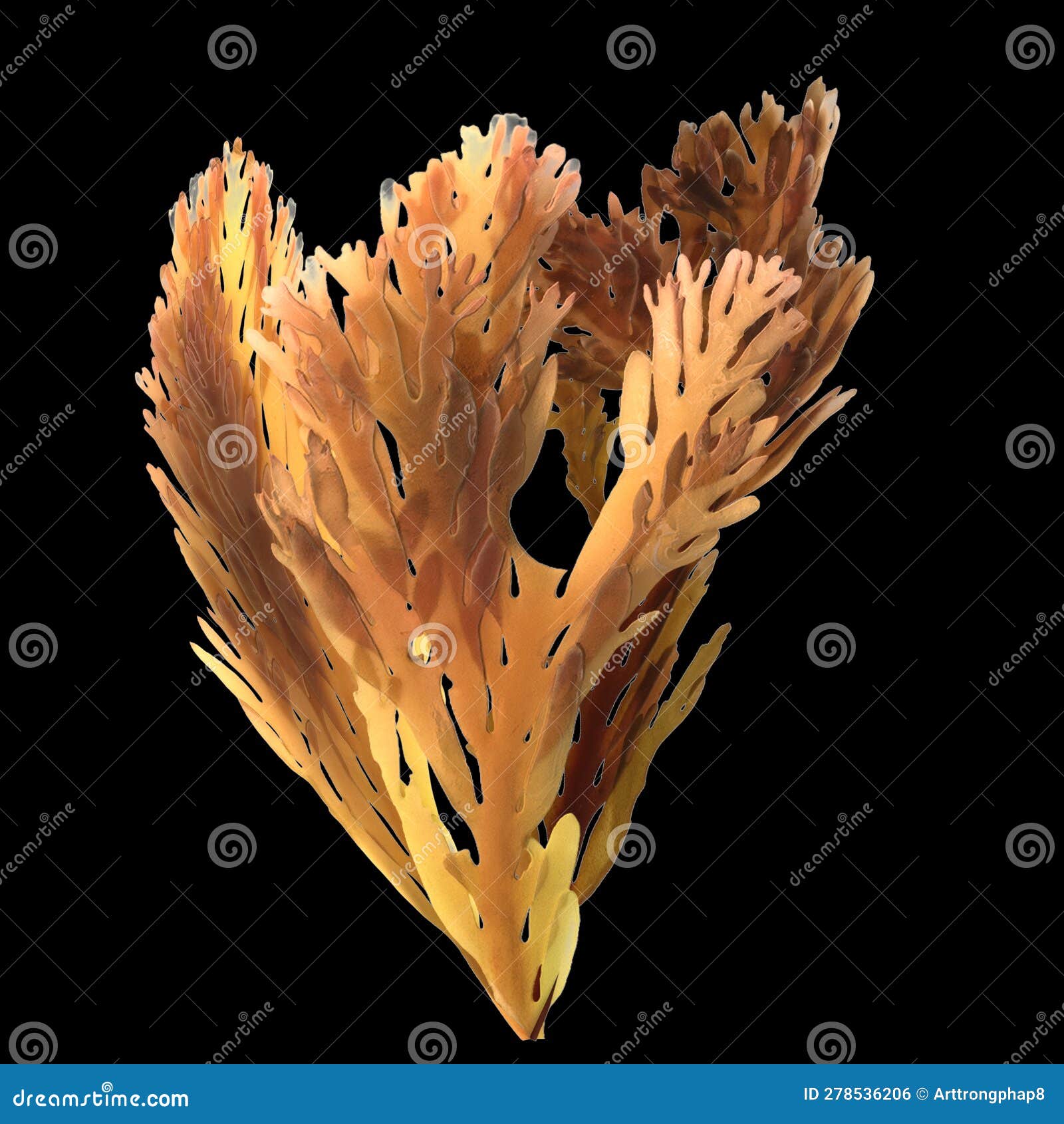 3d Illustration of Greater Hornwrack Isolated on Black Background ...