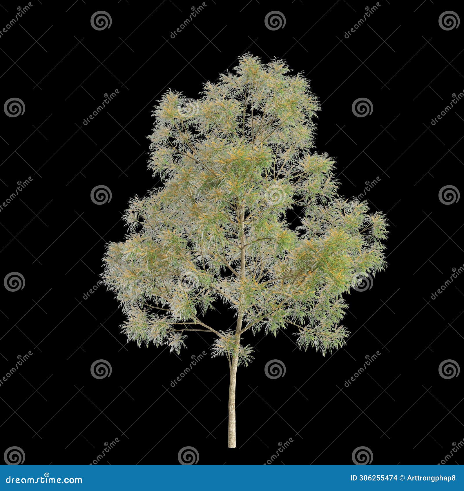 3d Illustration of Grevillea Robusta Tree Isolated on Black Background ...