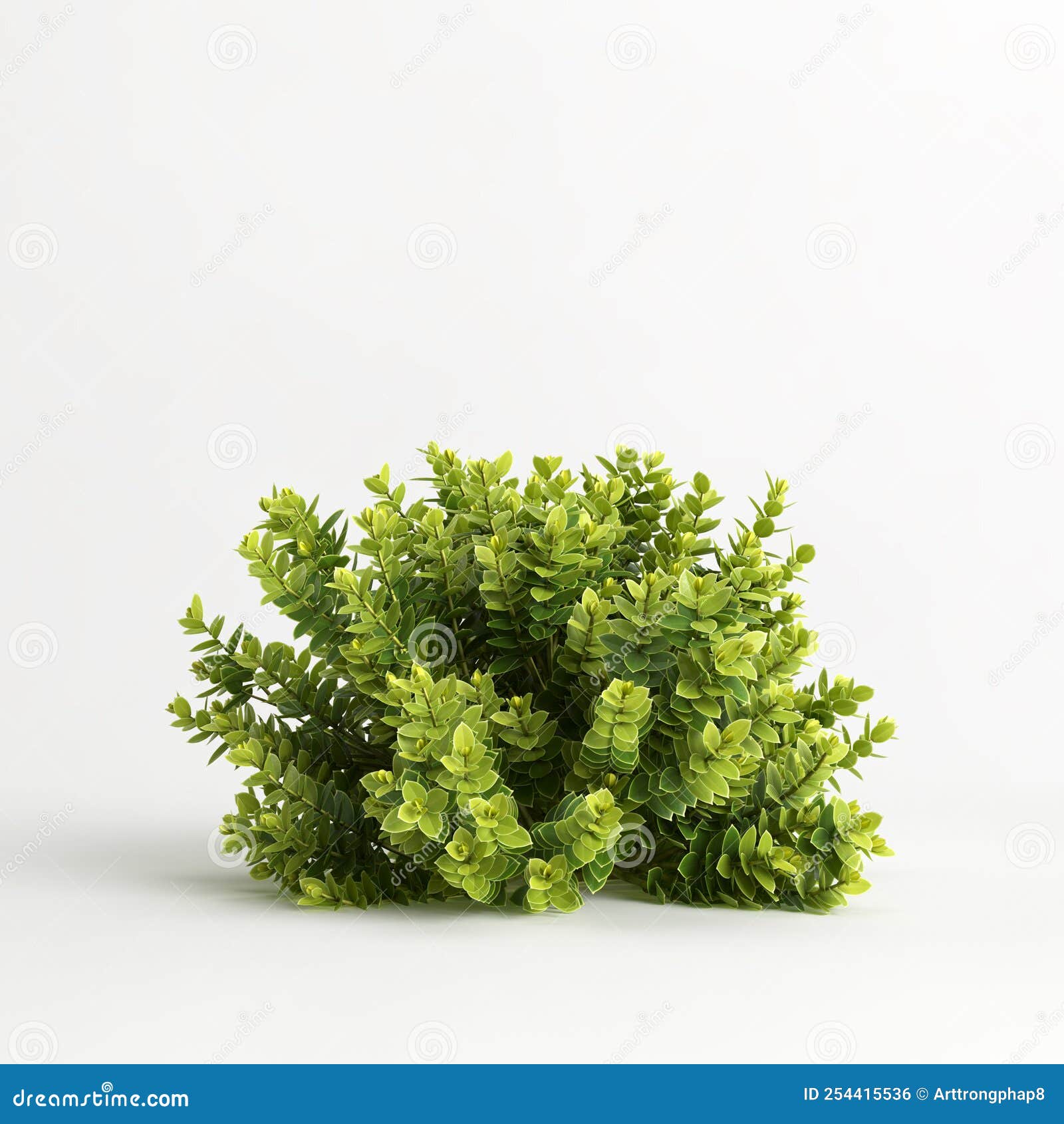 3d Illustration Of Odora Bush Isolated On White Background Royalty-Free ...