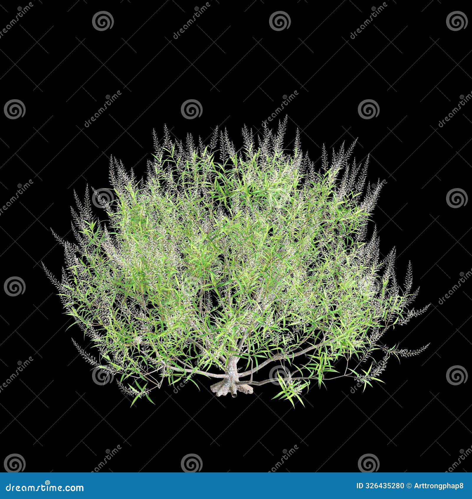 3d Illustration of Hebe Parviflora Tree Isolated on Black Background ...
