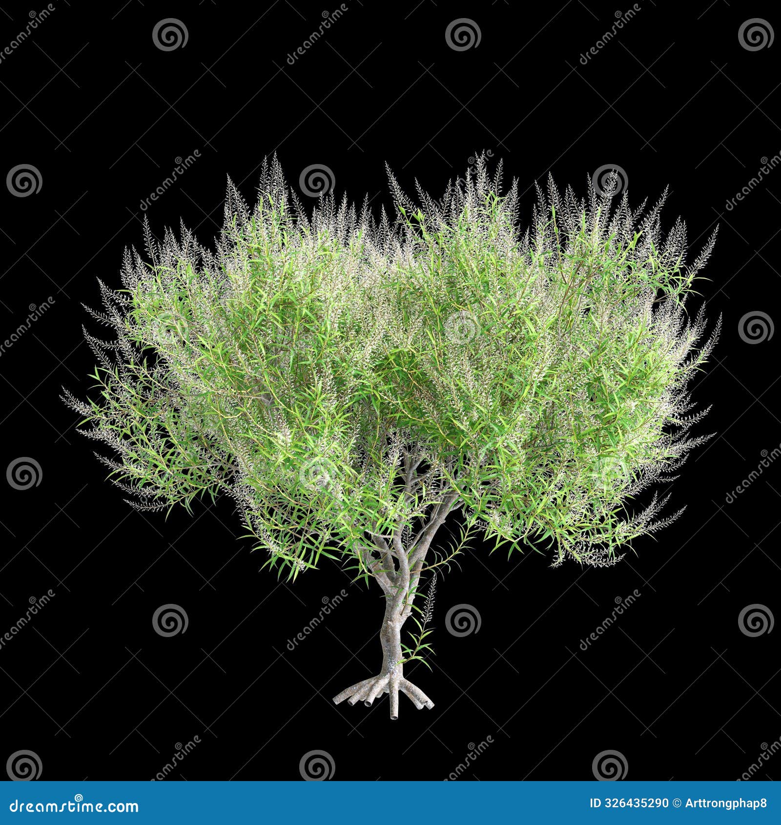 3d Illustration of Hebe Parviflora Tree Isolated on Black Background ...
