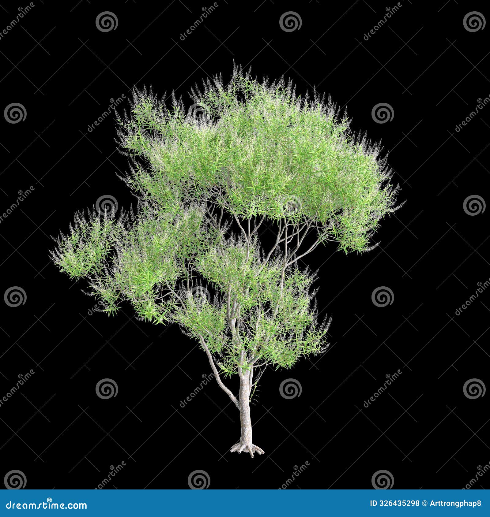 3d Illustration of Hebe Parviflora Tree Isolated on Black Background ...
