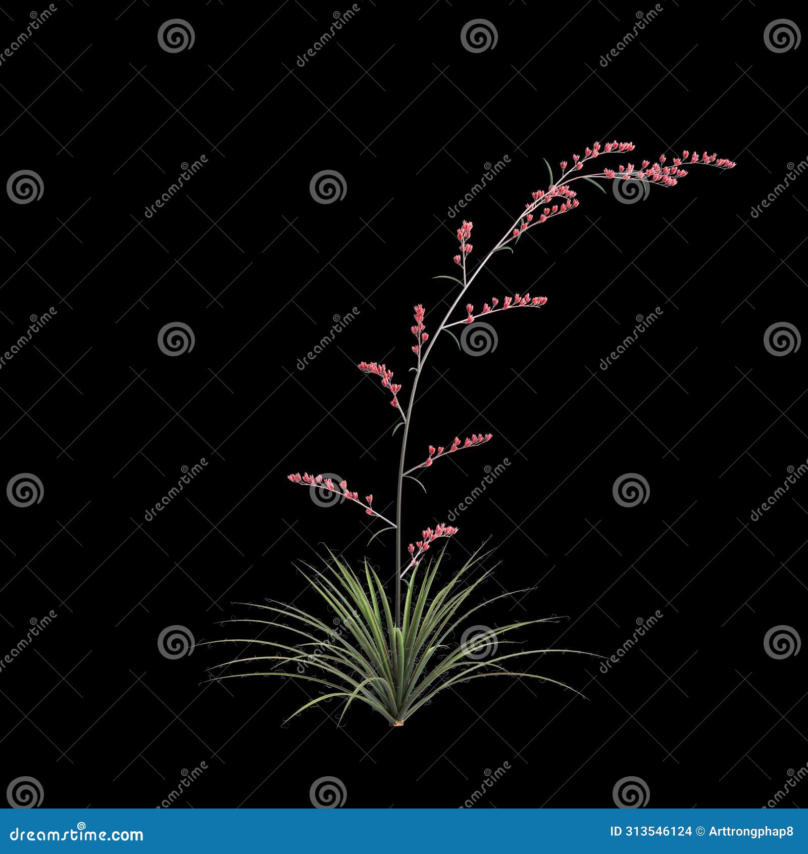 3d Illustration of Hesperaloe Parviflora Bush Isolated on Black ...