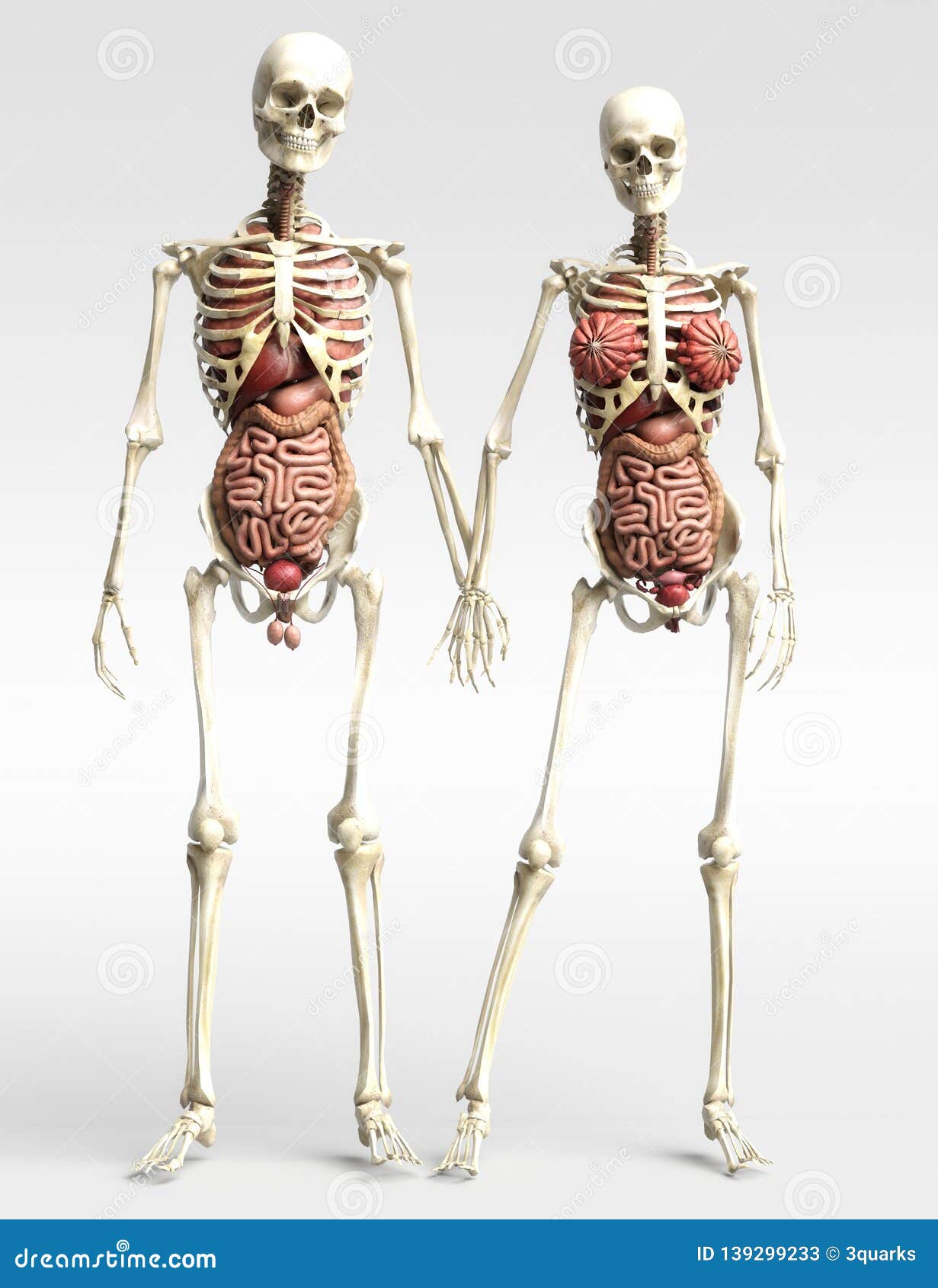 3D Illustration of the Human Anatomy Stock Illustration - Illustration ...